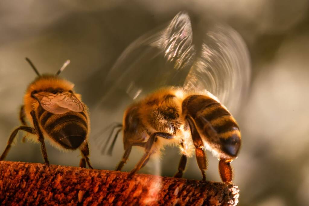 Api ventilatrici, cosa fanno e perché sono importanti